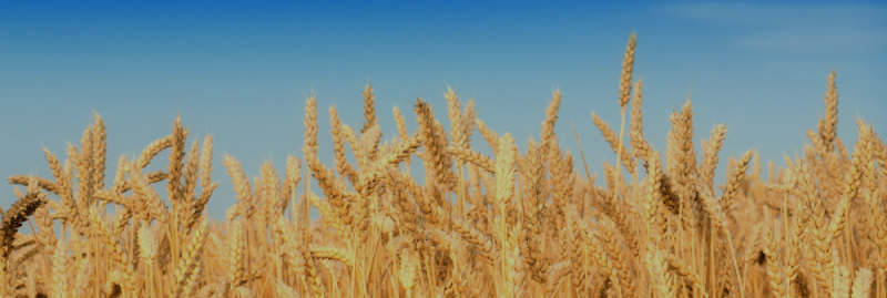 Multi Pac Ltd Website | Manufacturer of Fruit Juice and Soft Drinks